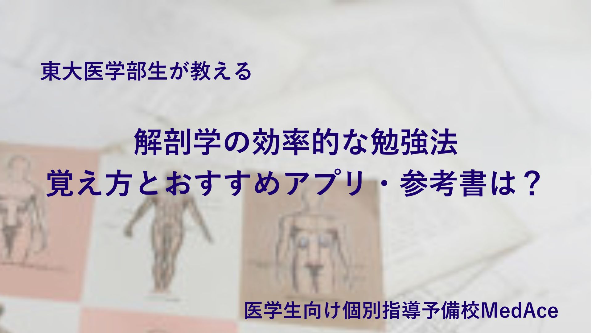 【医学生必見】解剖学の効率的な勉強法：東大医学部生が教える覚え方とおすすめアプリ・参考書【2025年最新版】